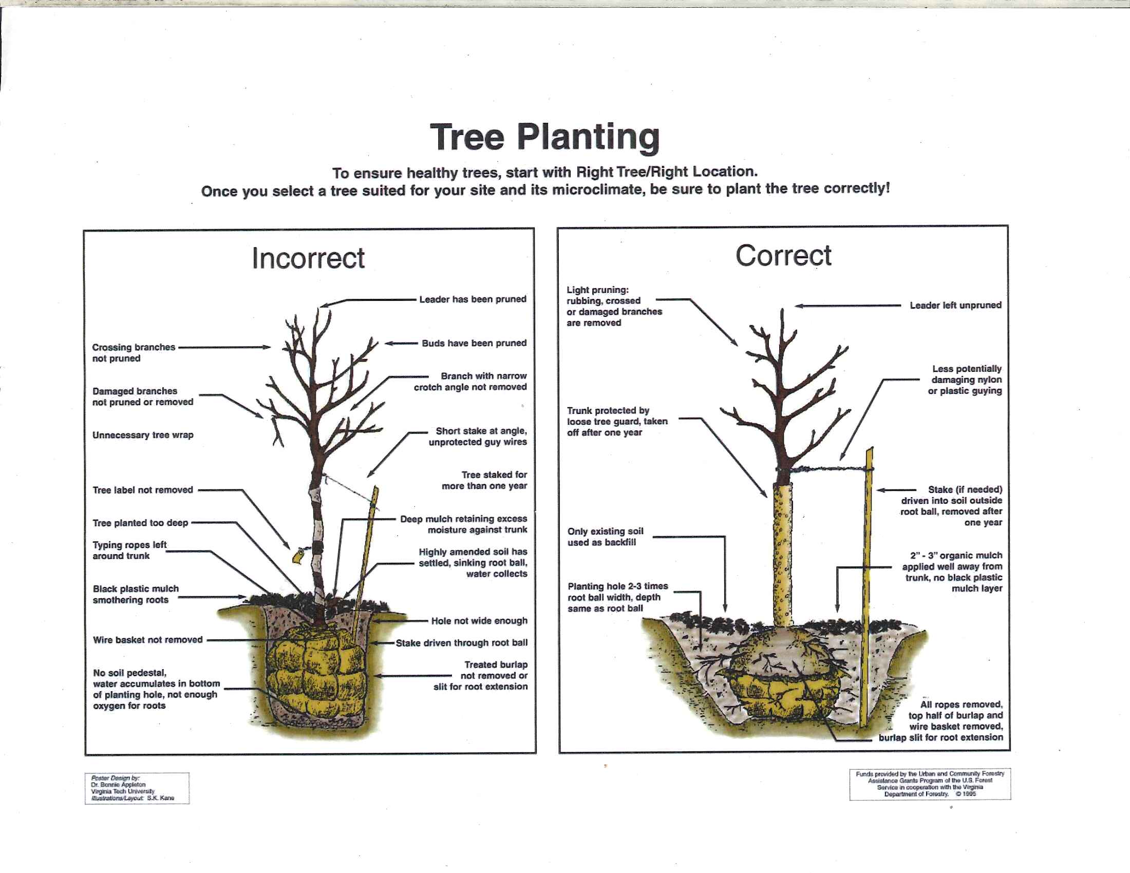 How to plant a tree – Catherine Haustein